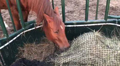 EZ Feeder Net Kits | EcoNets
